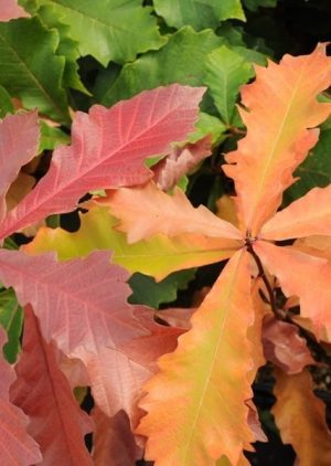 Quercus Bicolor, 'Swamp White Oak' | Brandywine Trees
