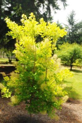 Golden Spirit Smoke Tree: A Brilliant Addition To Your Landscape