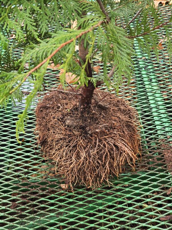 Magnificent Green Giant Arborvitae For Ultimate Privacy