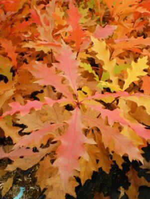 Quercus Palustris, 'Pin Oak' | Brandywine Trees