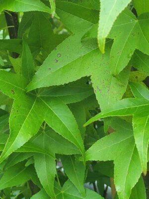 Slender Silhouette Sweetgum